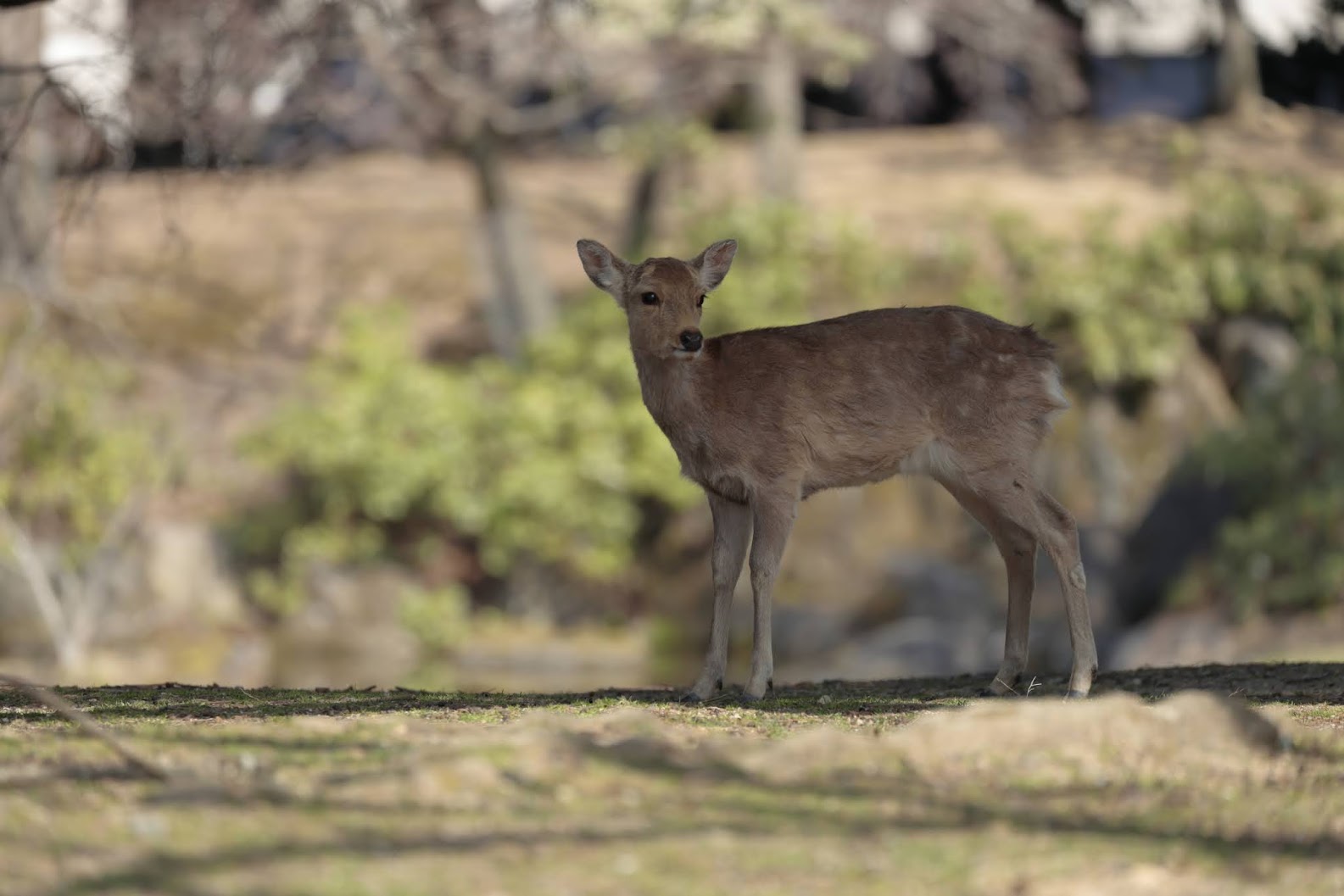 奈良公園に鹿を撮りに行ってきました♪|FLAT4のブログ|OUR 奈良公園に鹿を撮りに行ってきました♪|FLAT4のブログ|OUR